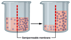 Gummy bear Osmosis Experiment - STEM Little Explorers